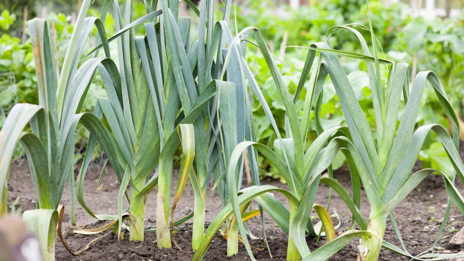 How to Plant, Grow, and Care for Leeks