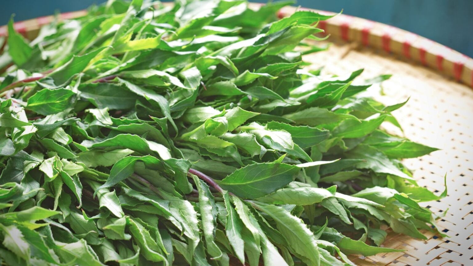 How to Plant, Grow and Care for Longevity Spinach