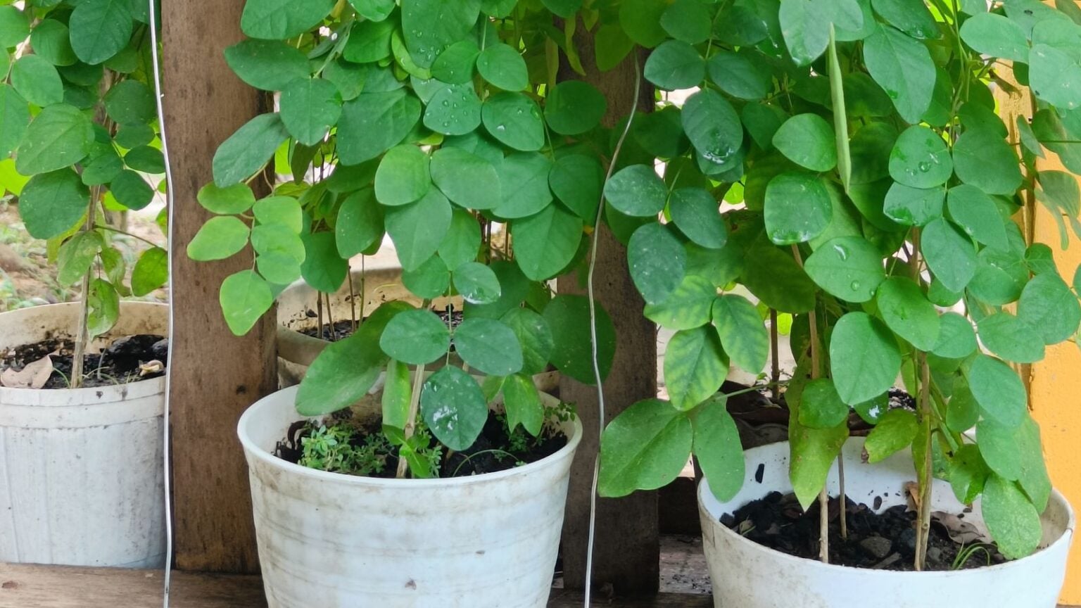 How to Plant, Grow, and Care for Butterfly Pea