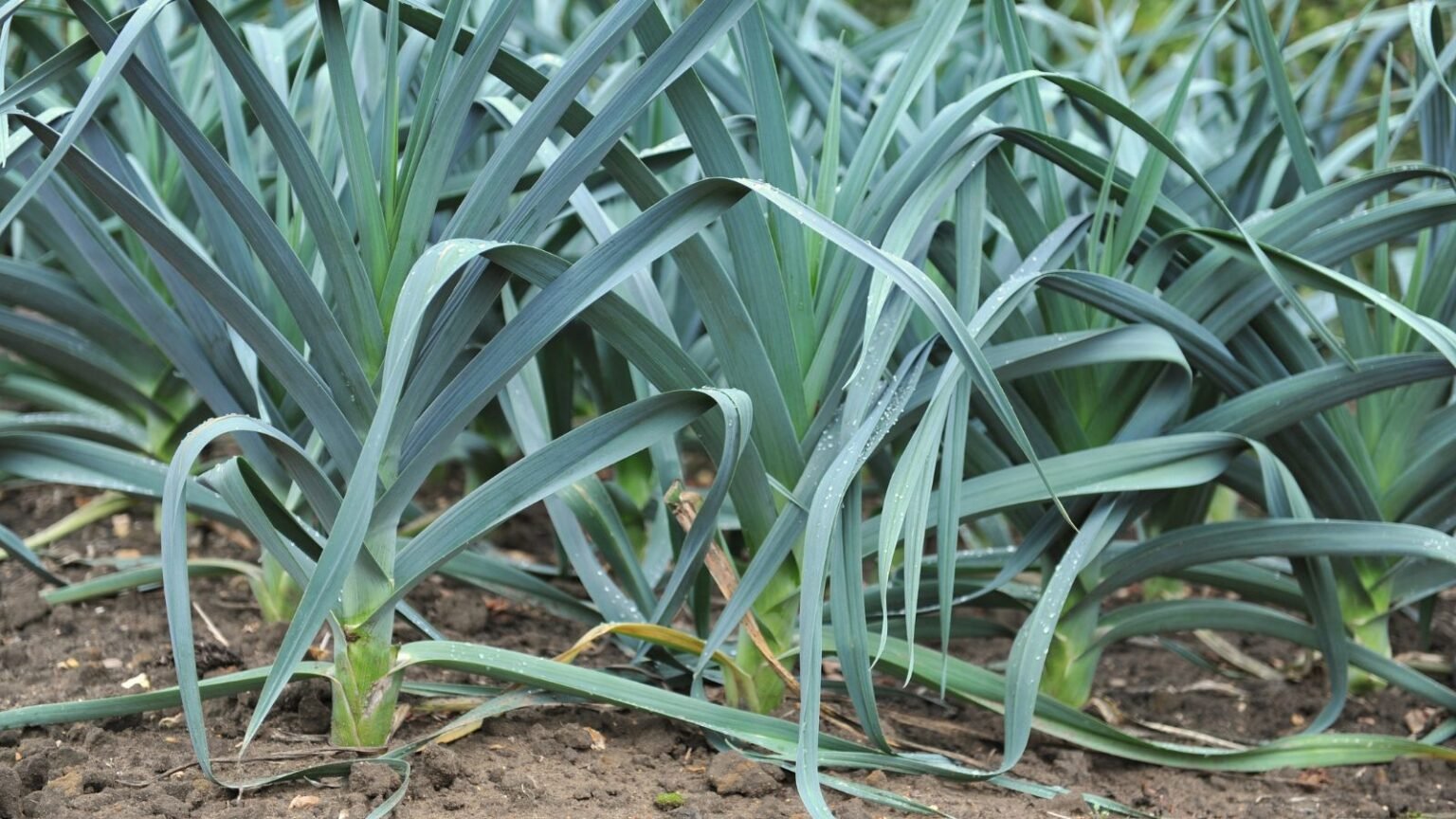 How to Plant, Grow, and Care for Leeks