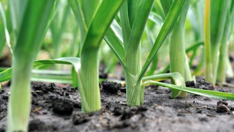 How to Plant, Grow, and Care for Leeks