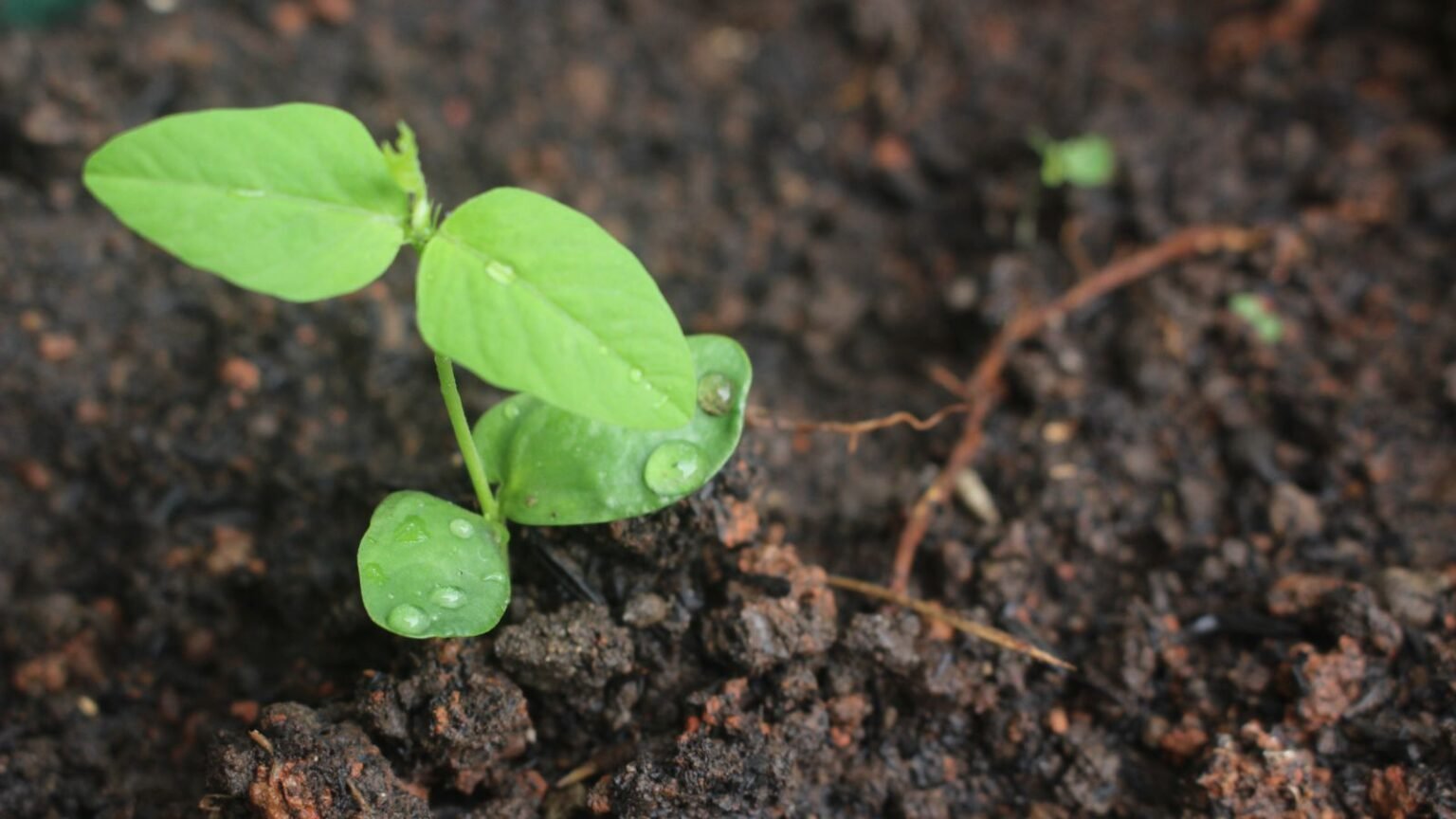 How to Plant, Grow, and Care for Butterfly Pea