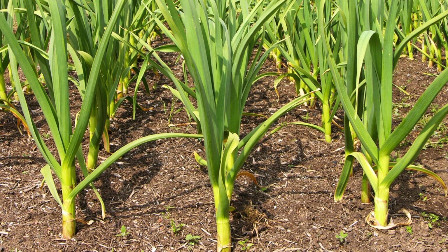 How to Plant, Grow, and Care for Leeks