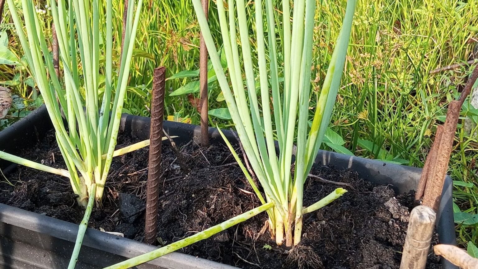 How to Plant, Grow, and Care for Leeks