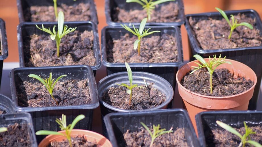 How to Plant, Grow, and Care for Cosmos