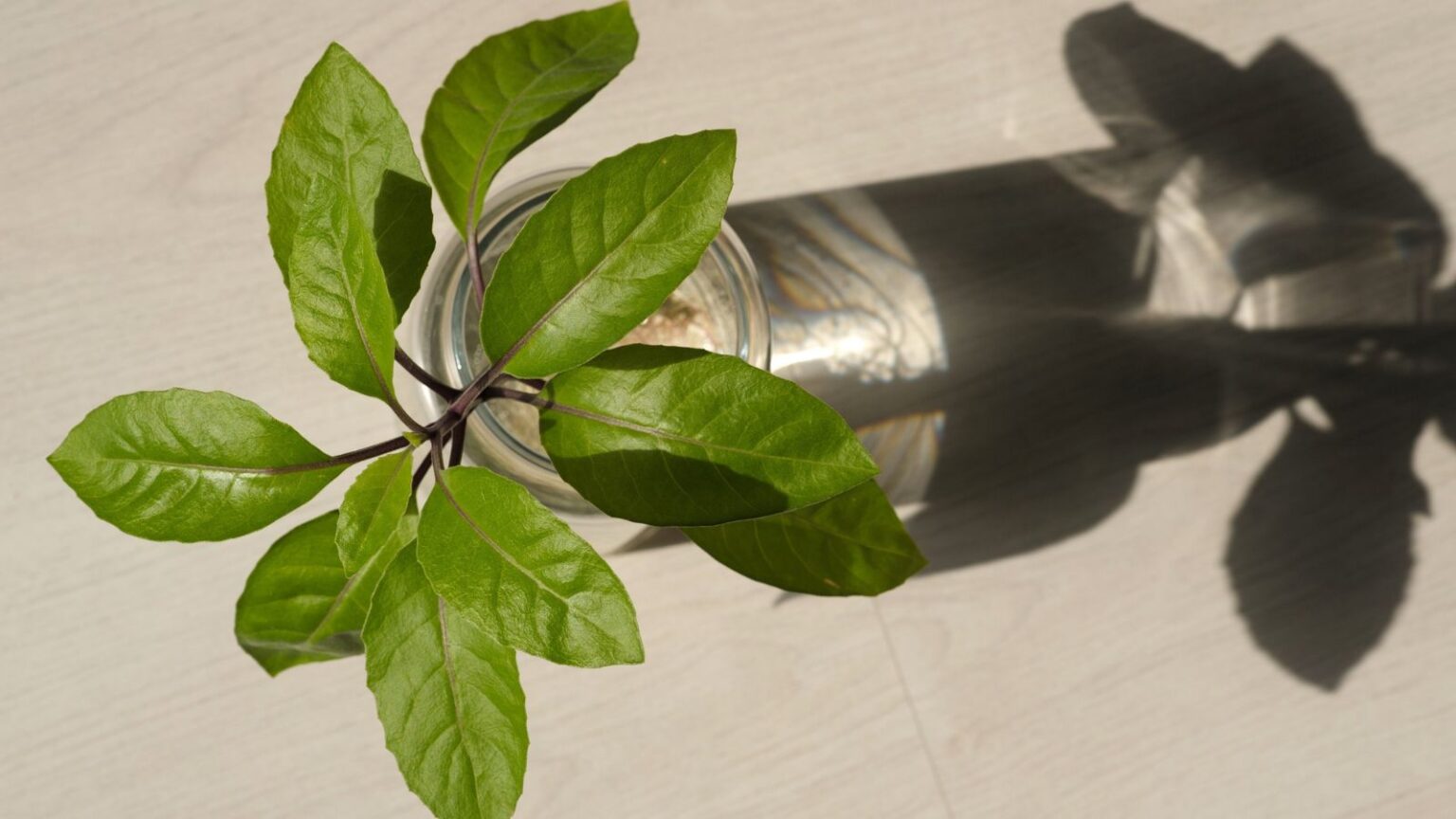 How to Plant, Grow and Care for Longevity Spinach