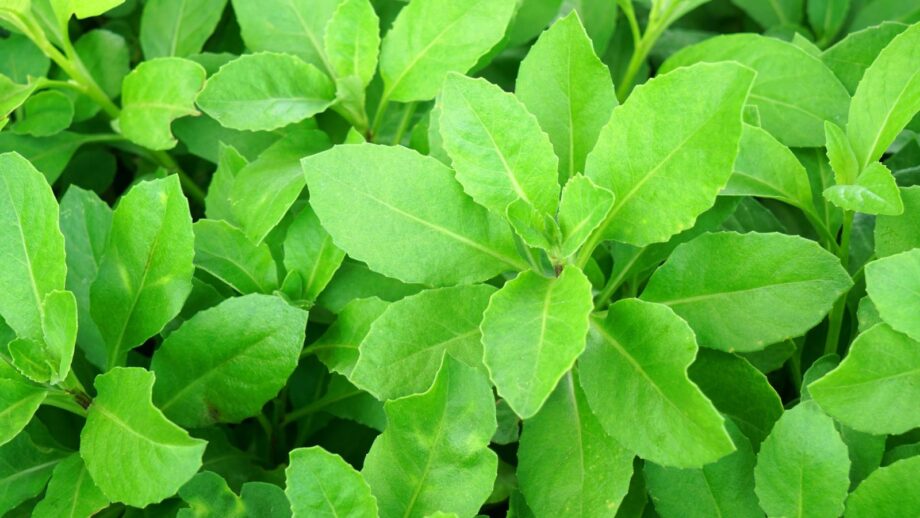 How to Plant, Grow and Care for Longevity Spinach