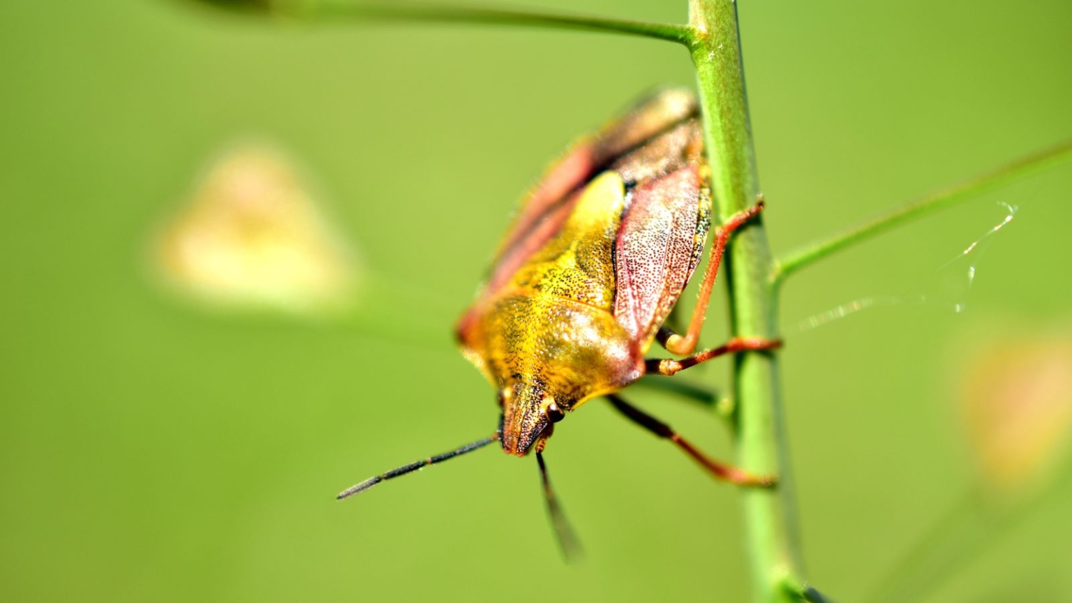 26 Types Of Stink Bugs You Should Know - Epic Gardening