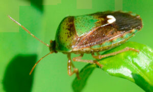26 Types Of Stink Bugs You Should Know - Epic Gardening