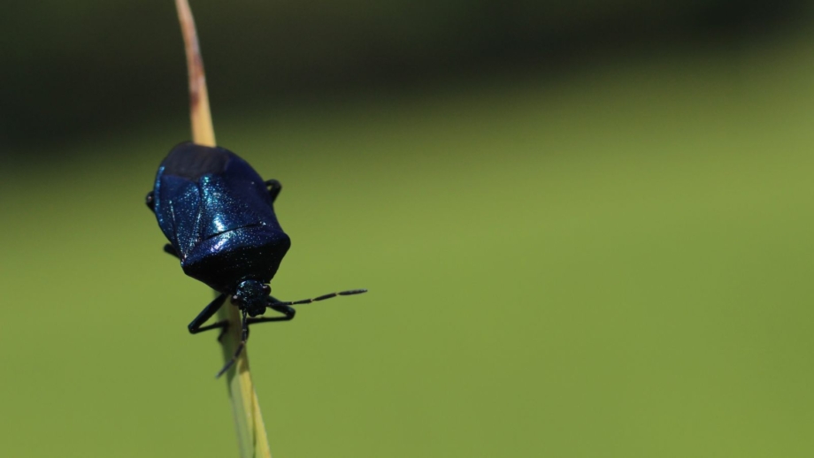25 Types Of Stink Bugs You Should Know