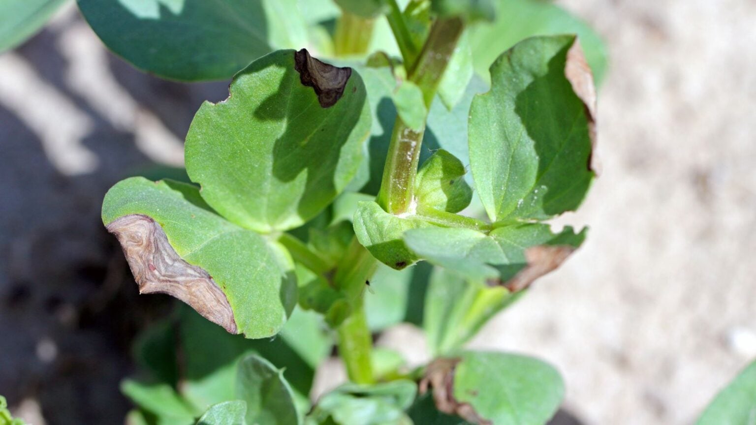 How to Plant, Grow and Care for Longevity Spinach