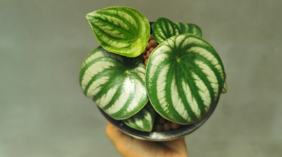 Calathea Care: Calathea Types You Should Be Growing