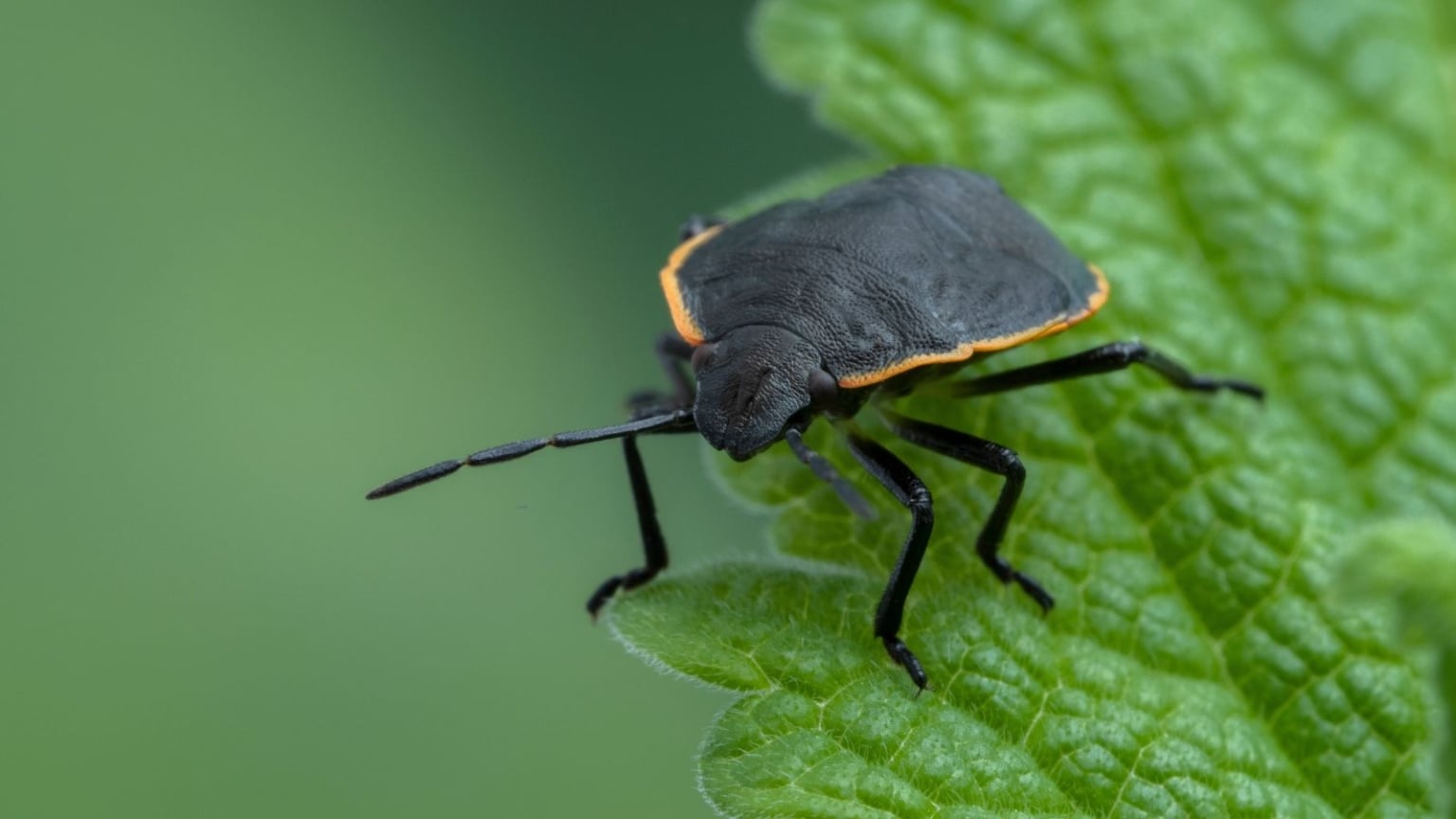 25 Types Of Stink Bugs You Should Know