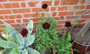 Cosmos Plant: How To Grow Brilliant Flowers - Epic Gardening