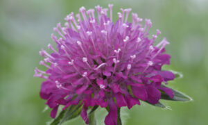 Knautia: Perfect Perennial Cut Flowers For Pollinators - Epic Gardening