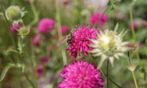 Knautia: Perfect Perennial Cut Flowers For Pollinators - Epic Gardening