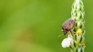 25 Types Of Stink Bugs You Should Know