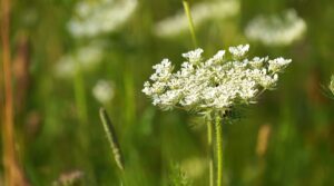 20 Different Plants With Tiny Flowers For Your Garden