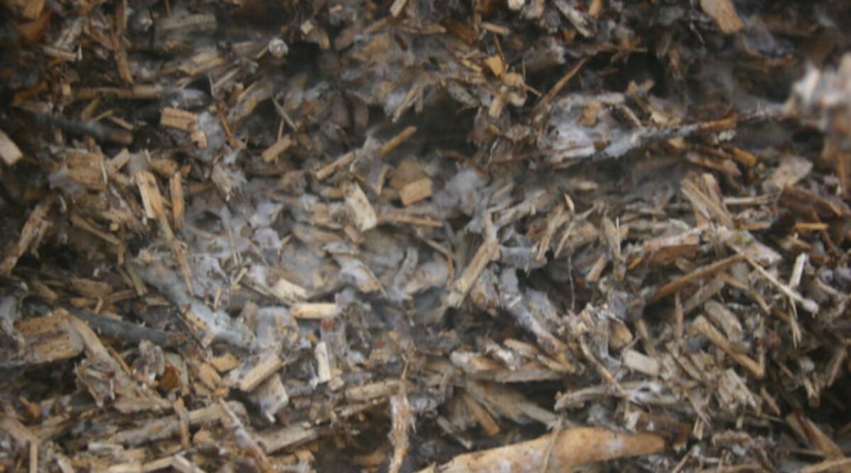 Ramial Chipped Wood: How to Use it in Your Garden