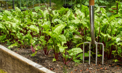26 Types Of Beet You Need To Grow - Epic Gardening