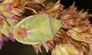 26 Types Of Stink Bugs You Should Know - Epic Gardening