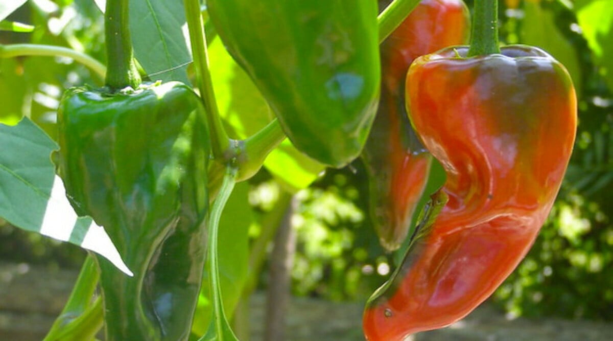 How to Plant, Grow, and Care for Poblano Peppers