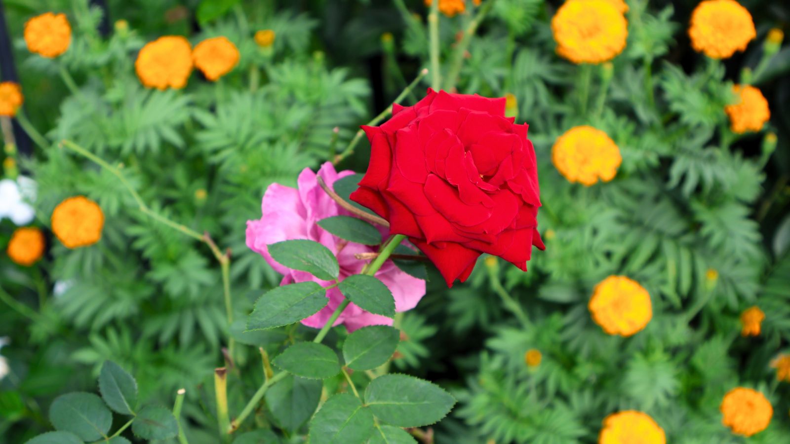 31 Companion Plants to Grow With Roses This Season