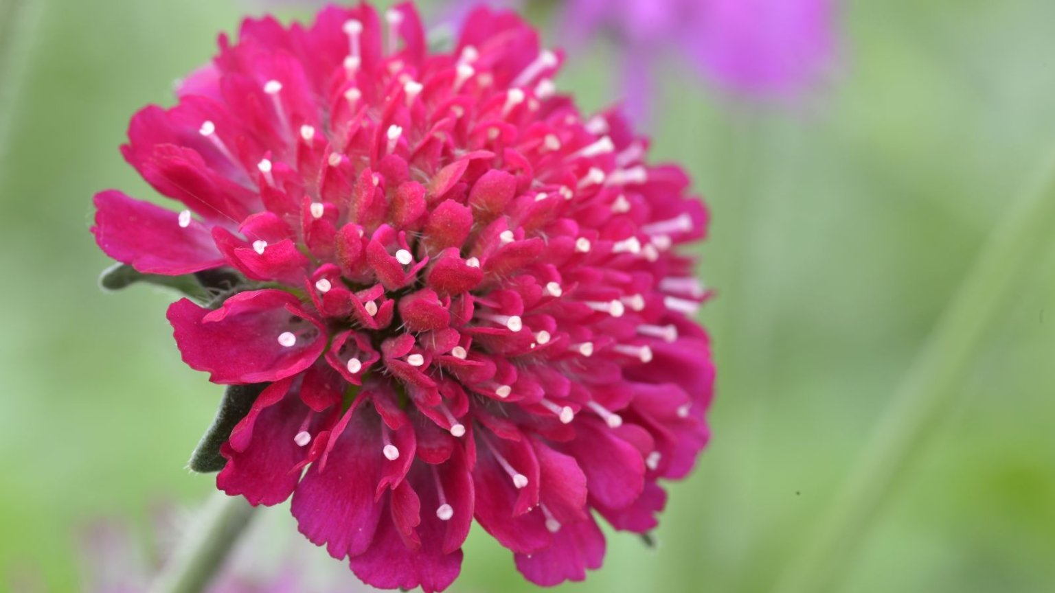 How to Plant, Grow, and Care for Knautia