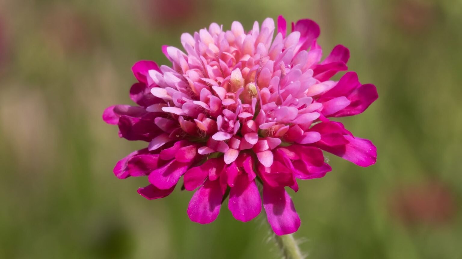 How to Plant, Grow, and Care for Knautia