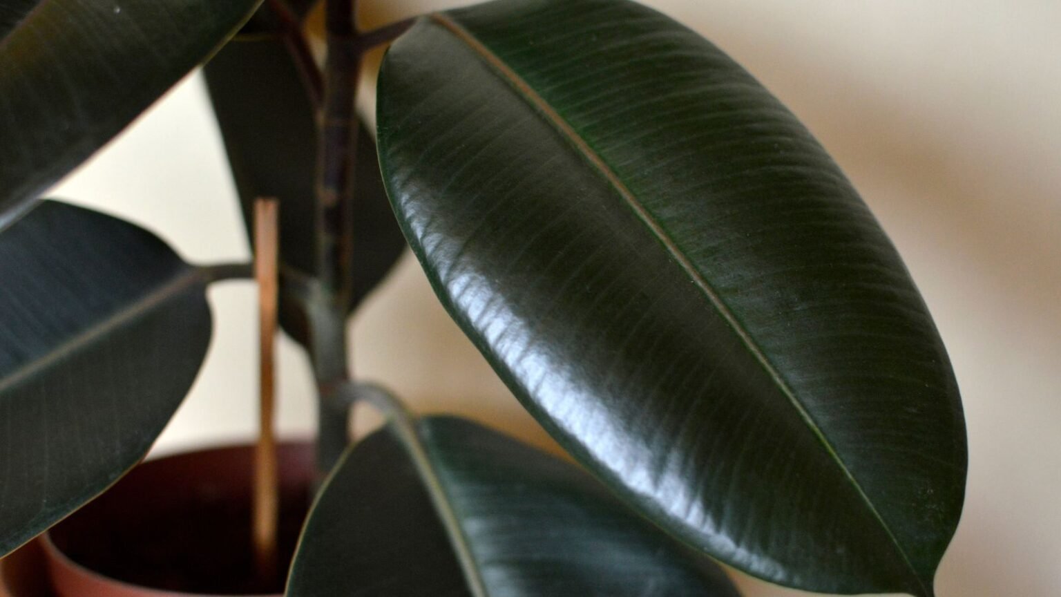 How to Plant, Grow, and Care for Rubber Plant