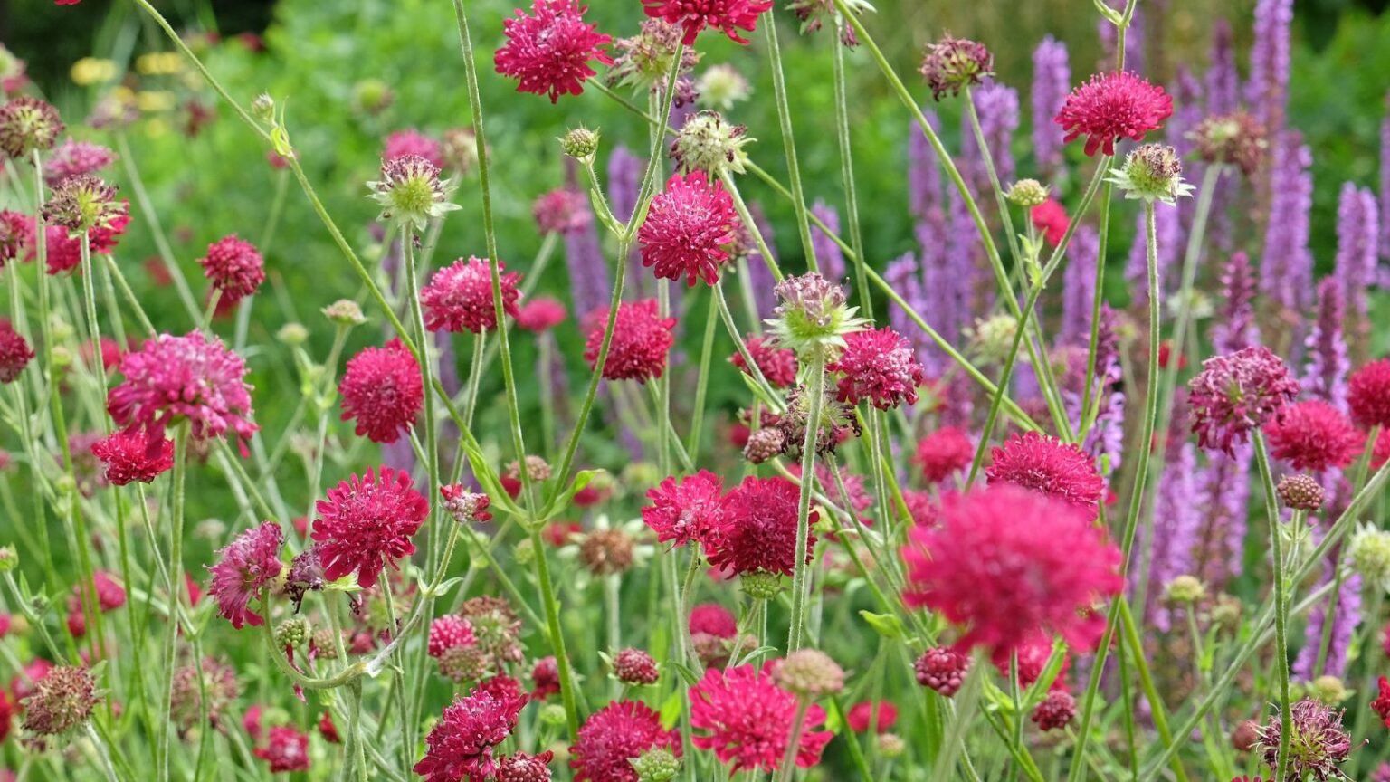 How to Plant, Grow, and Care for Knautia