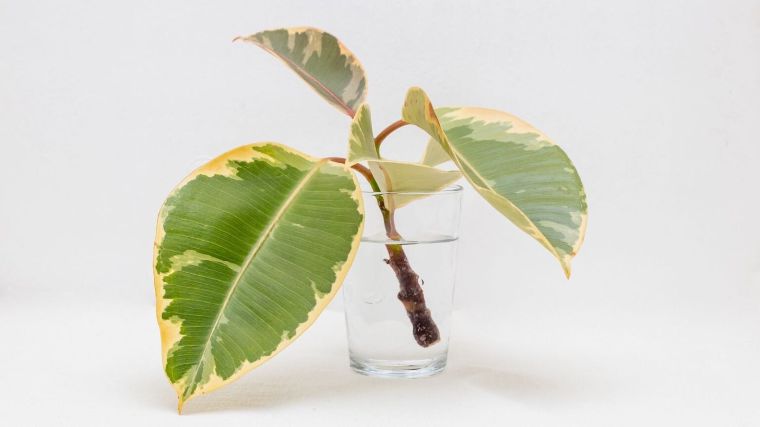 How to Plant, Grow, and Care for Rubber Plant