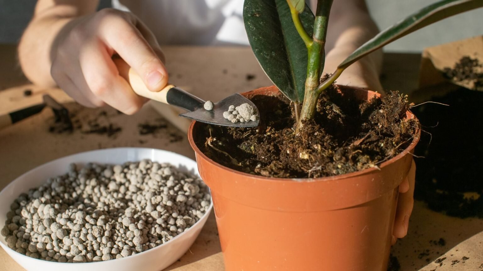 How to Plant, Grow, and Care for Rubber Plant