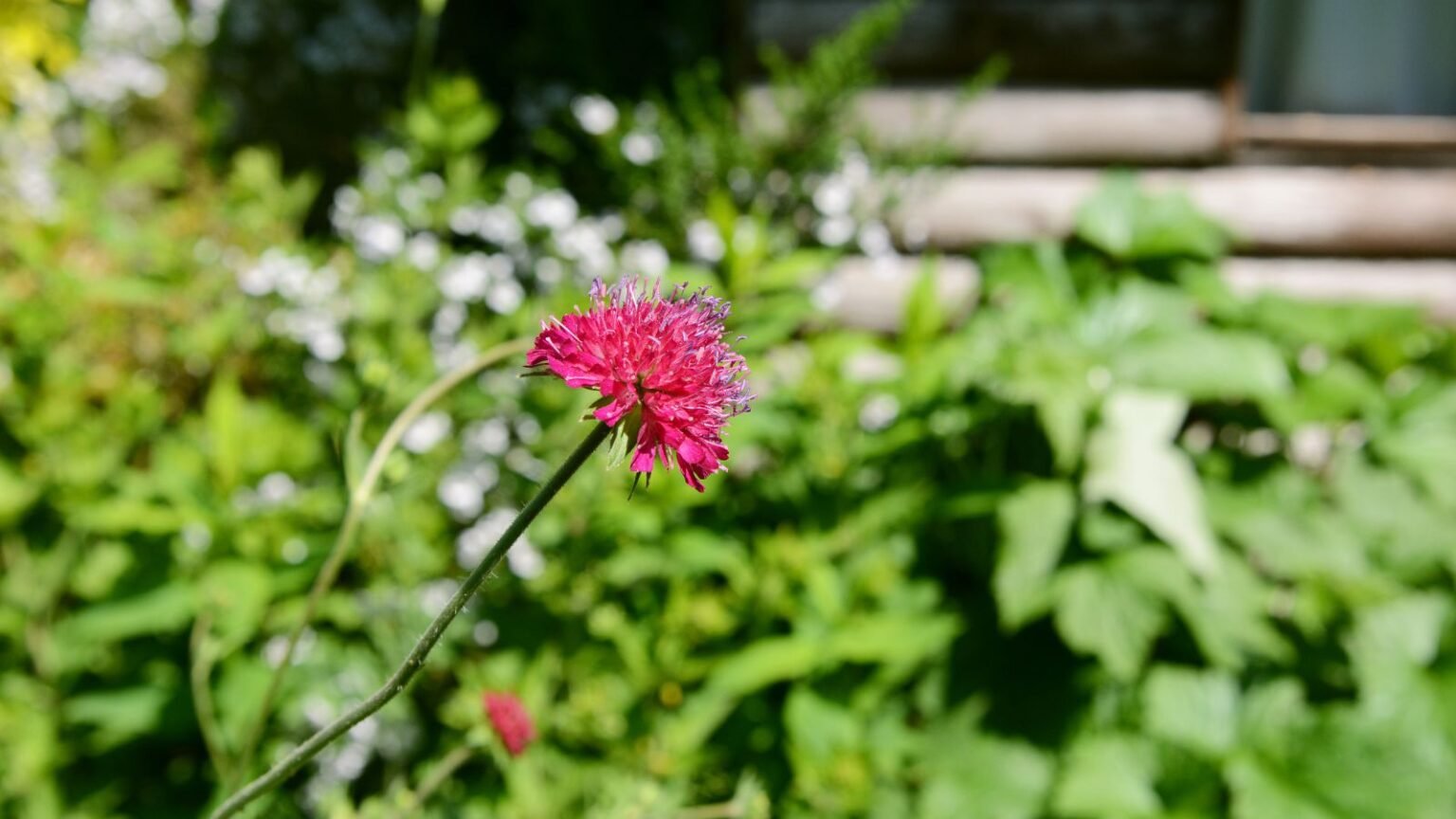 How to Plant, Grow, and Care for Knautia