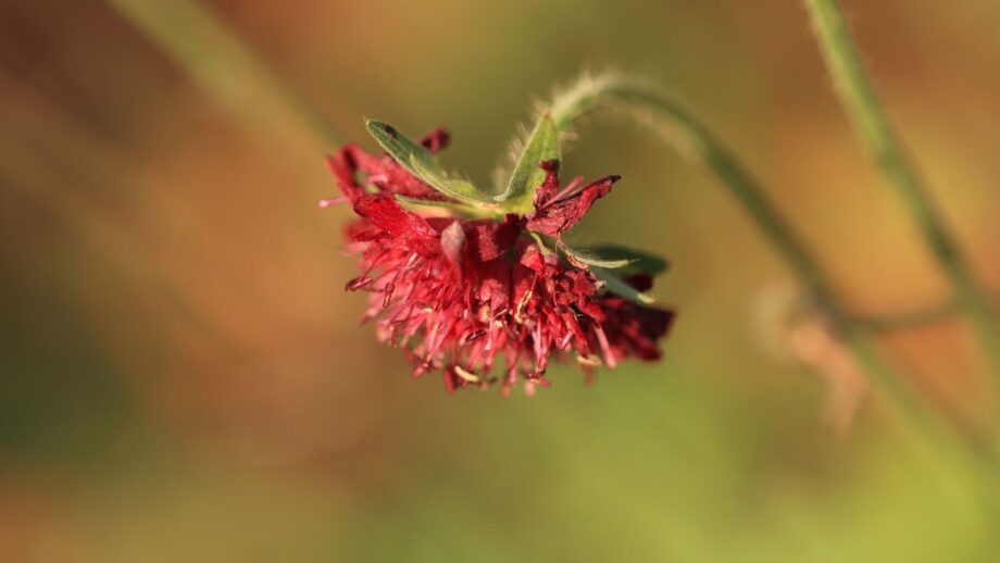 How to Plant, Grow, and Care for Knautia
