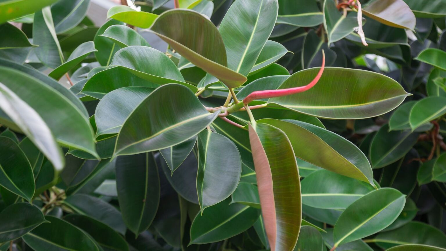 How to Plant, Grow, and Care for Rubber Plant
