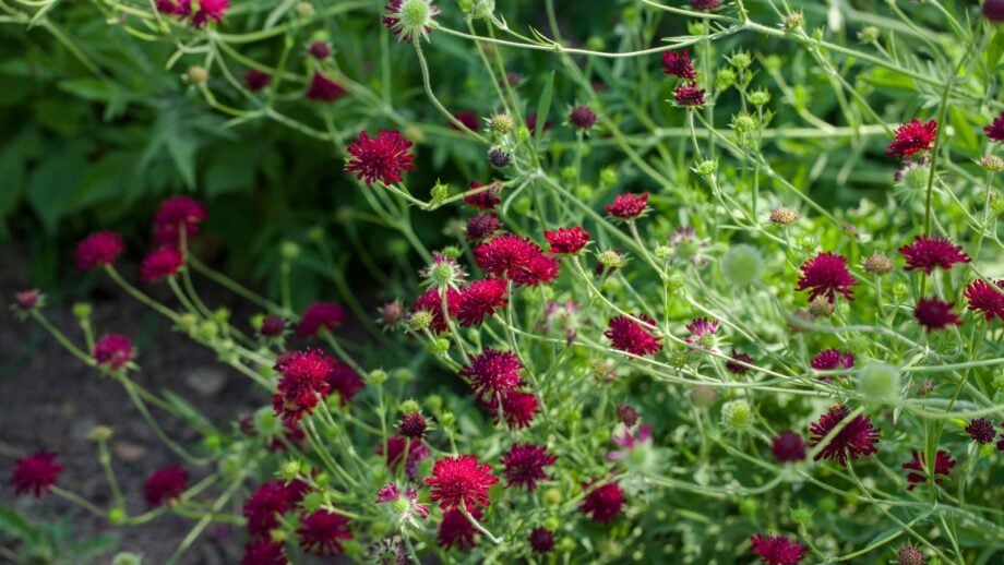 How to Plant, Grow, and Care for Knautia