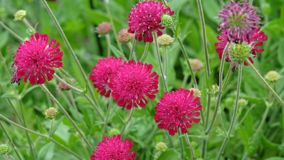 How to Plant, Grow, and Care for Knautia