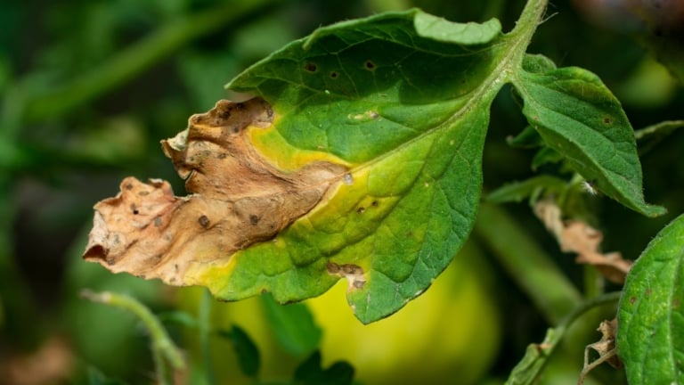 Root Rot: How to Identify, Treat, and Prevent it