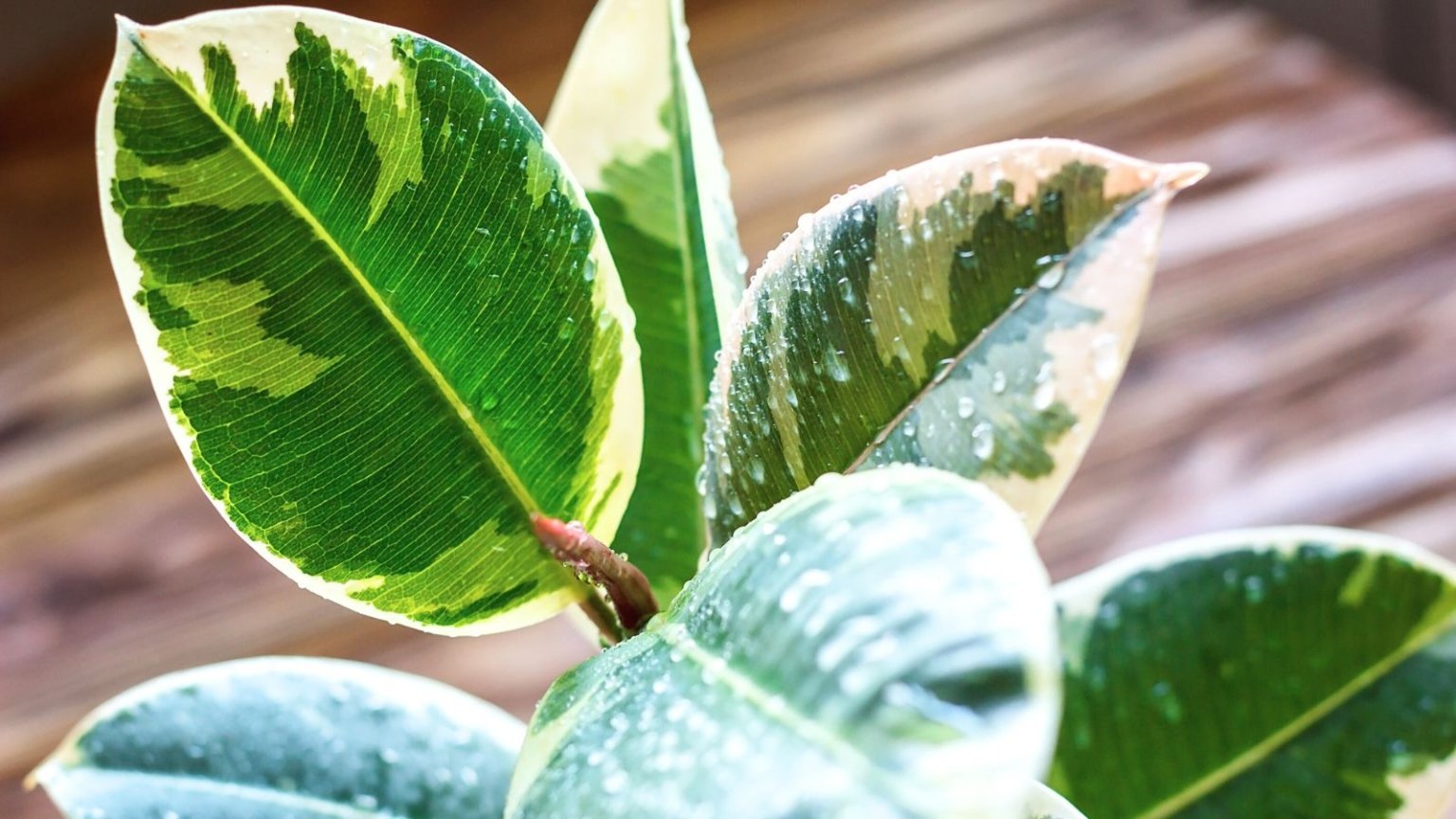 How to Plant, Grow, and Care for Rubber Plant