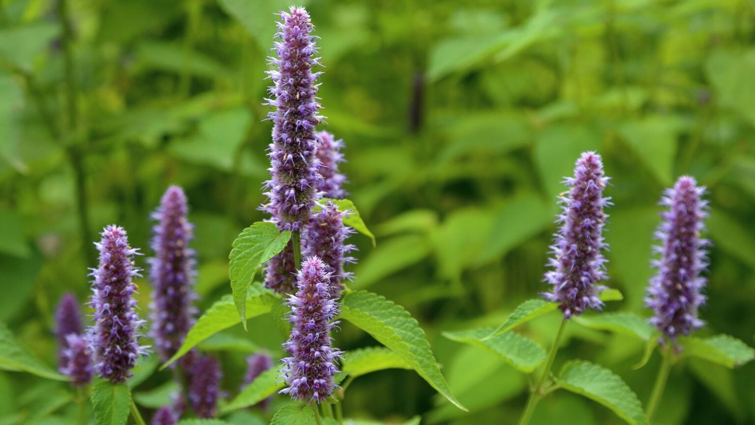 How to Plant, Grow, And Care for Agastache Aurantiaca
