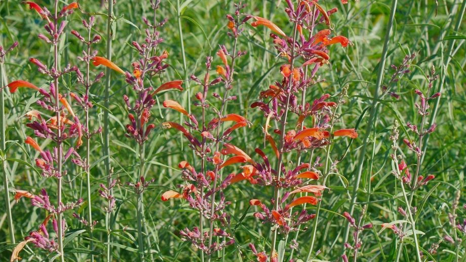 How to Plant, Grow, And Care for Agastache Aurantiaca