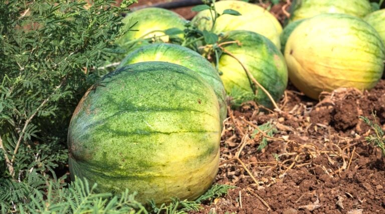 31 Best Watermelon Varieties You Should Grow This Season