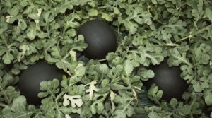 31 Watermelon Varieties You Can Grow This Season