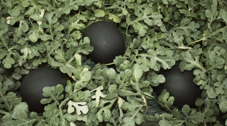 31 Best Watermelon Varieties You Should Grow This Season
