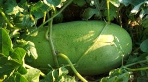 31 Watermelon Varieties You Can Grow This Season