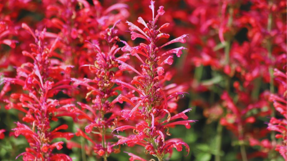 How to Plant, Grow, And Care for Agastache Aurantiaca