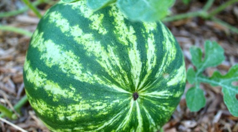 31 Best Watermelon Varieties You Should Grow This Season
