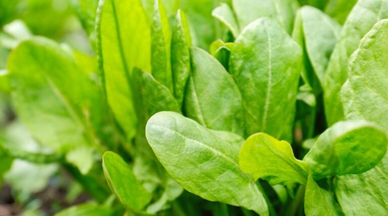 How to Plant, Grow and Care for Sorrel