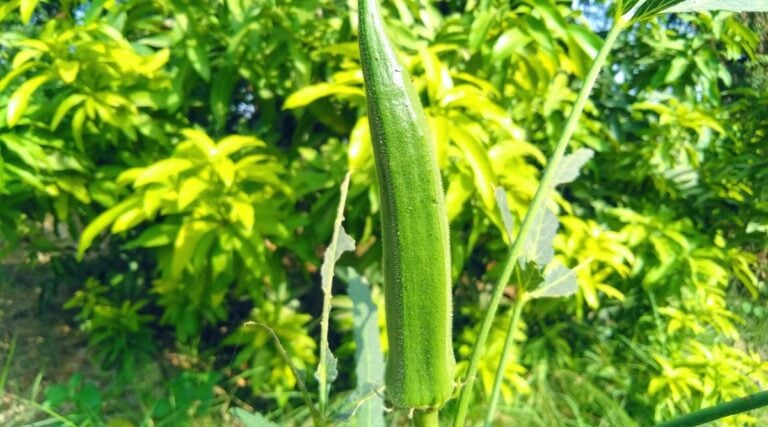 When and How To Harvest Okra For its Best Potential